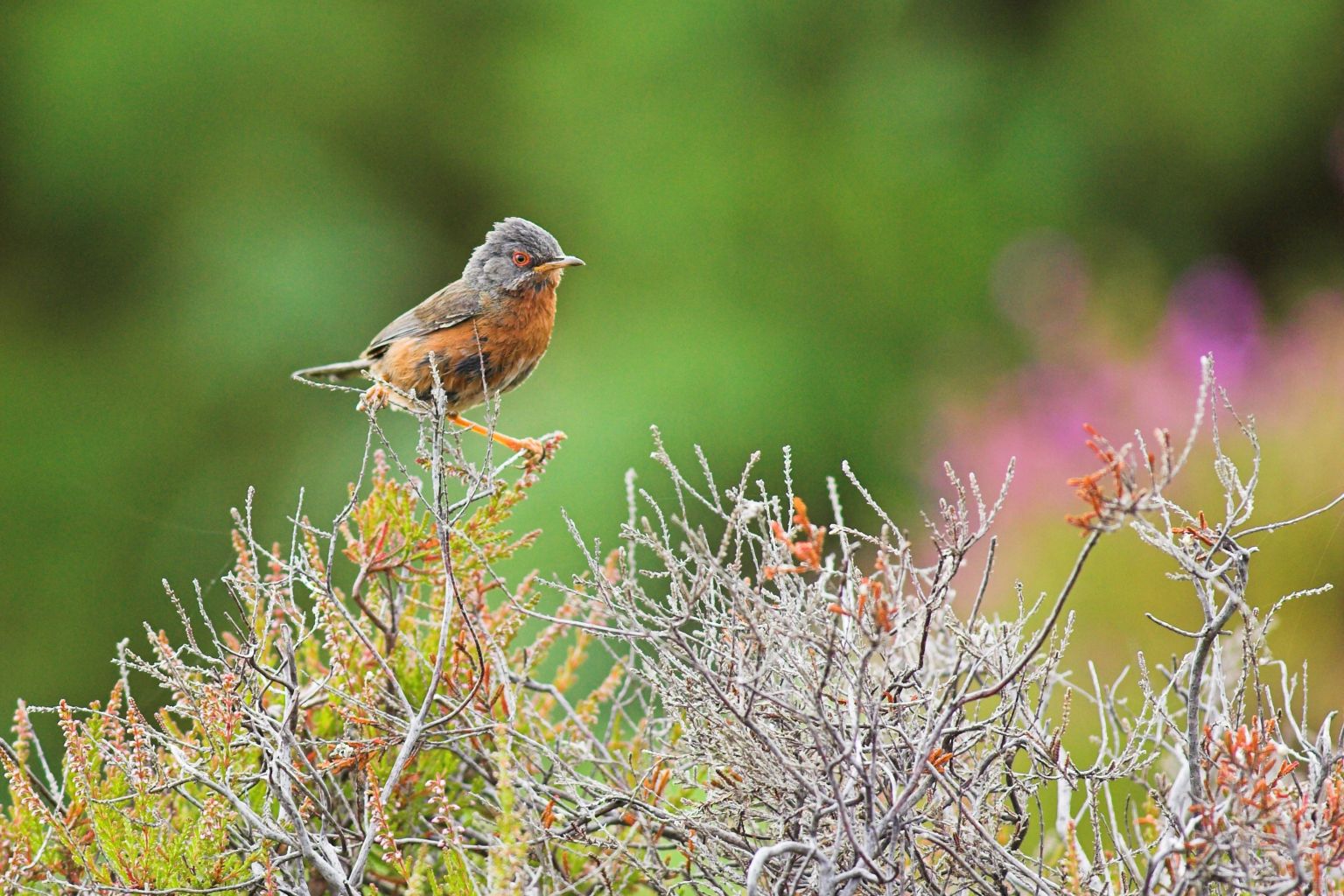 BBC Autumnwatch 2016 comes to RSPB Arne, Dorset - BH Living Magazine